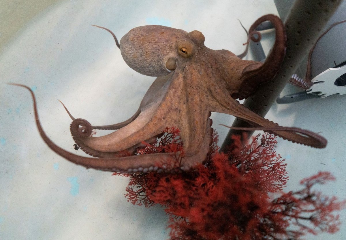 Octopuses Use Discarded Bottles, Cans, Batteries as Shelter in Seabed
