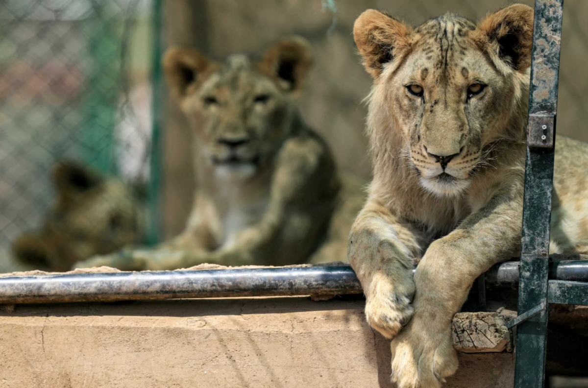 Once-starving Lions Roar Back to Life in Sudan Sanctuary