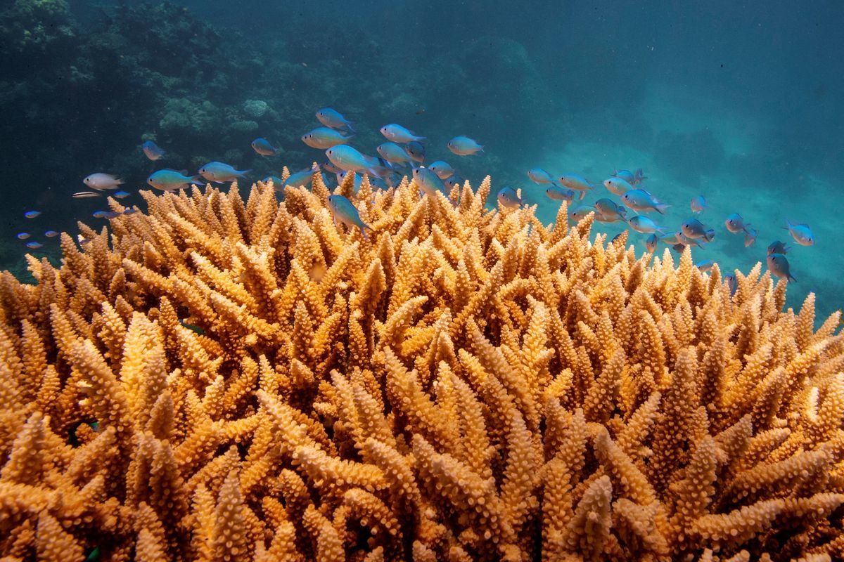 UN Weighs Listing Great Barrier Reef as 'in Danger'