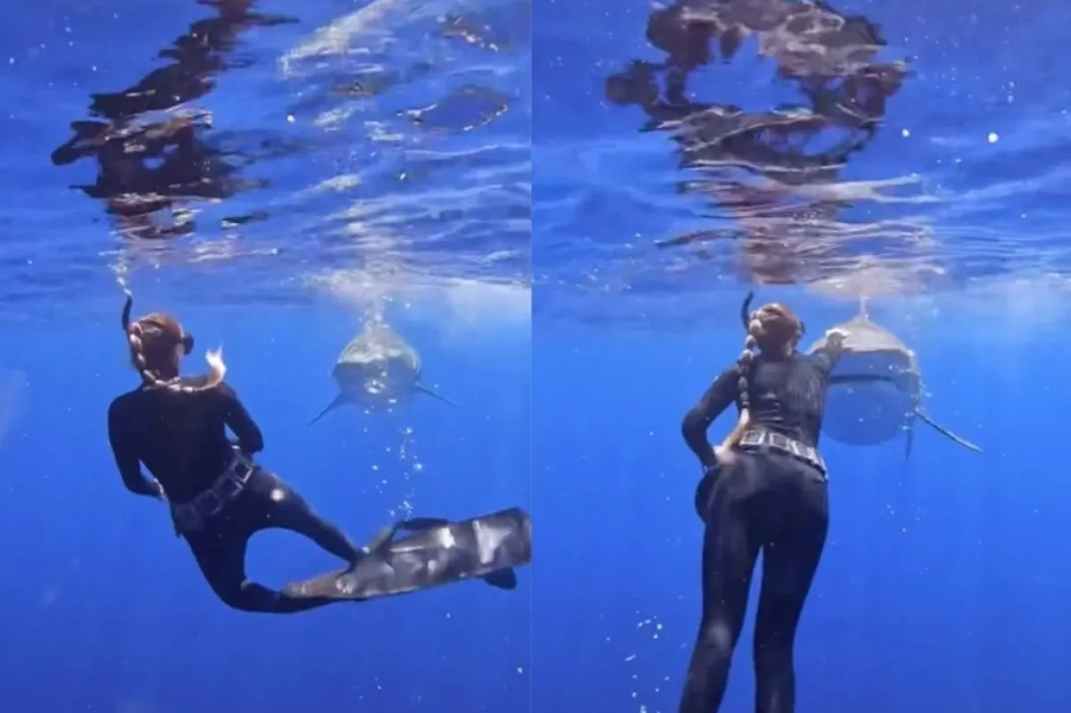 Köpekbalığından nasıl kaçılacağını gösteren dalgıç viral oldu