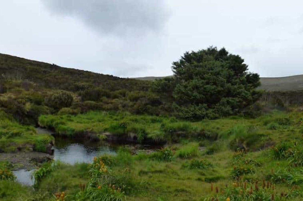 Önemli iklim krizi sorusunun yanıtı dünyanın en yalnız ağacında olabilir