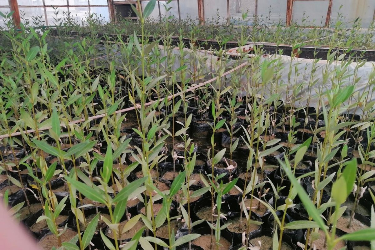 Irak mangrov ağaçlarıyla iklim değişikline karşı mücadele veriyor