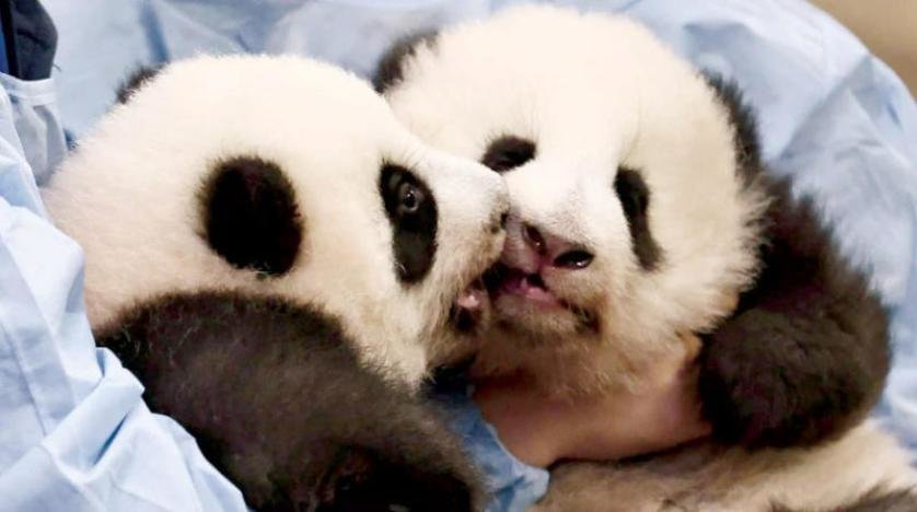 Fransa’da iki kızıl panda yavrusu dünyaya geldi
