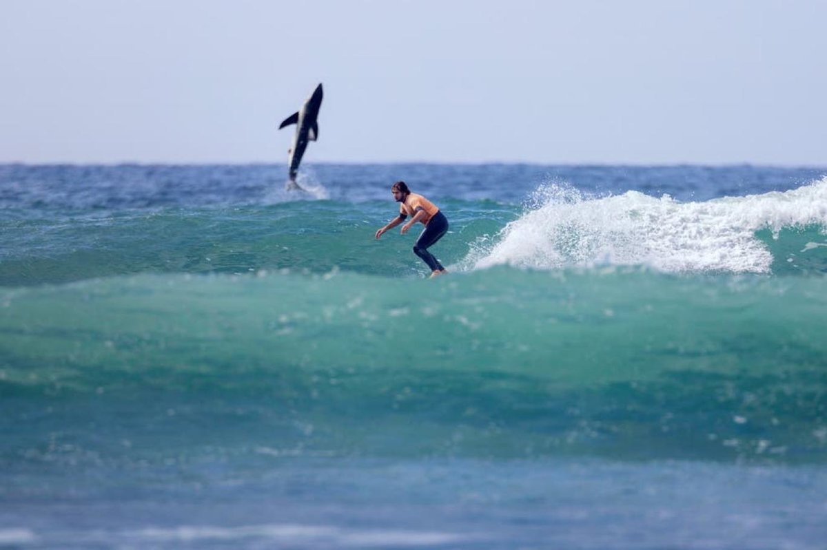 'Korku filmi gibi' bir kare yakalayan sörf fotoğrafçısı köpekbalığını ...