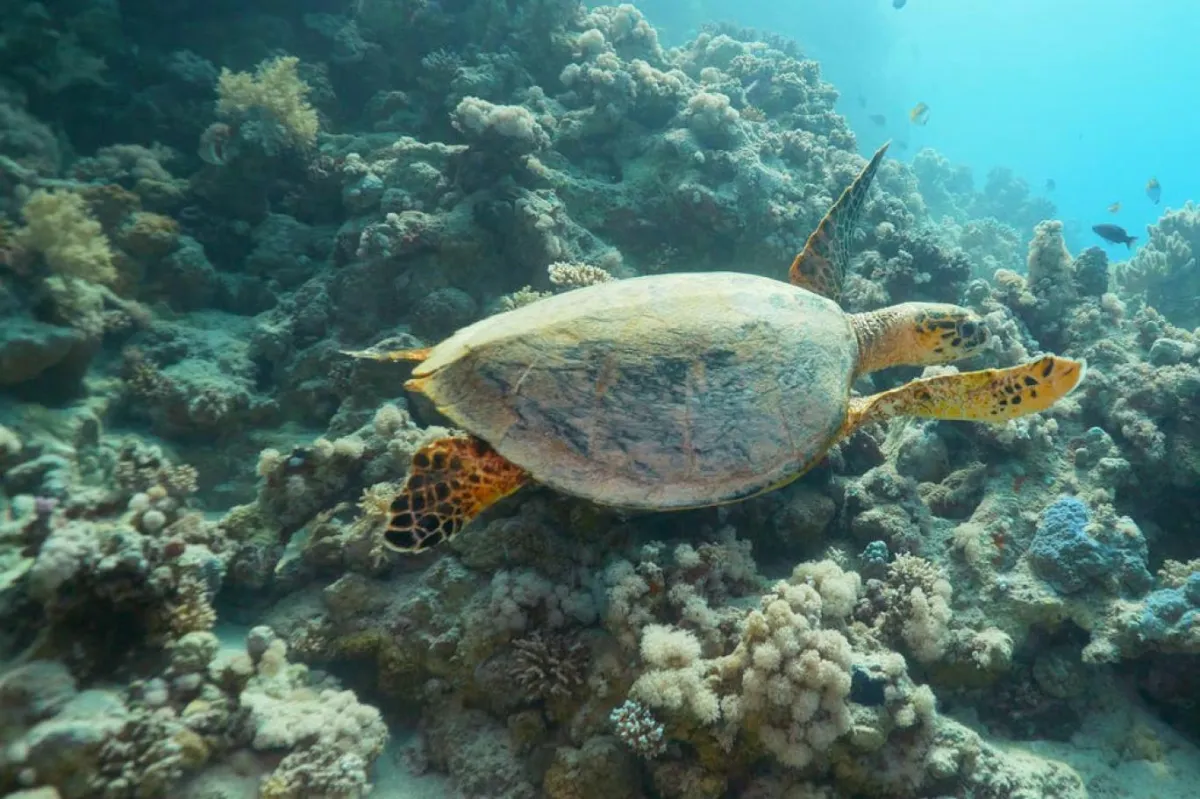 Bilim insanları deniz canlılarının gizli seslerle 'konuştuğunu' keşfetti