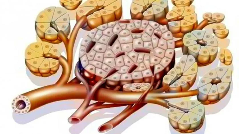 Pankreastan hücre nakli şeker hastalarının 'hayatını değiştirebilir'