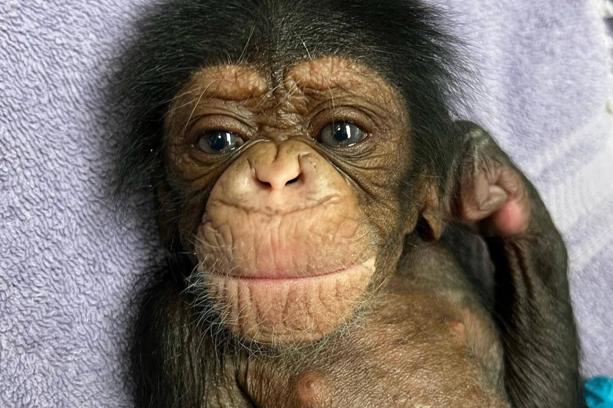 Anne şempanze, sezaryenle doğurduğu yavrusuna ilk kez sarıldı