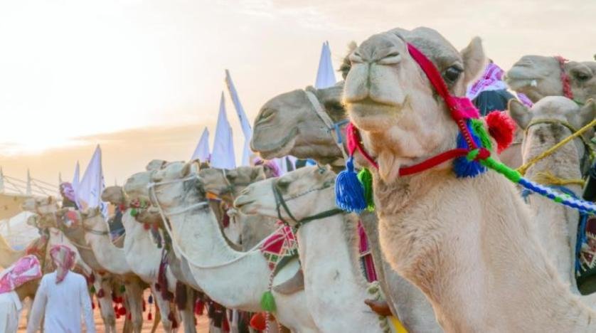 Suudi Arabistan deve eti ve sütünü yaygınlaştıracak