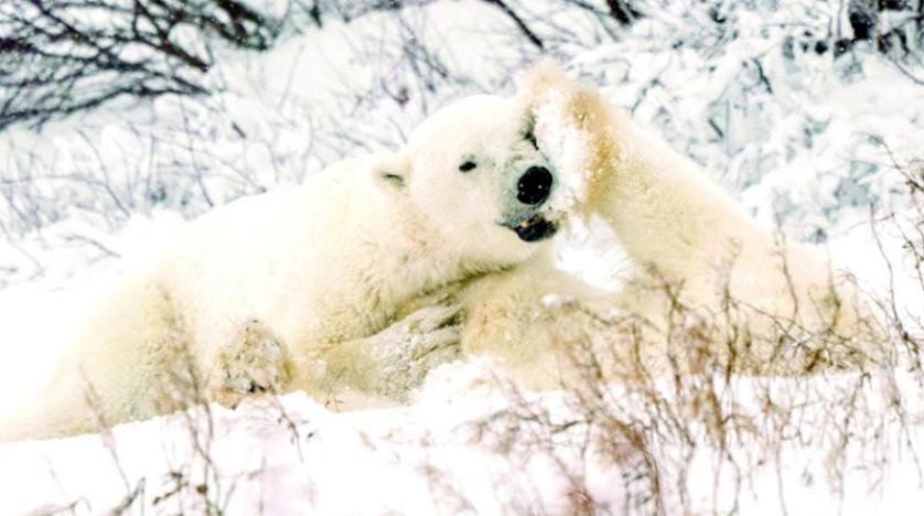 İklim değişikliği kutup ayılarının sayısını azaltıyor