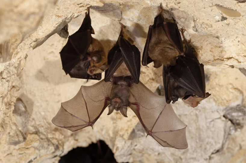 İngiliz yarasalarında ‘yeni koronavirüs’ keşfedildi