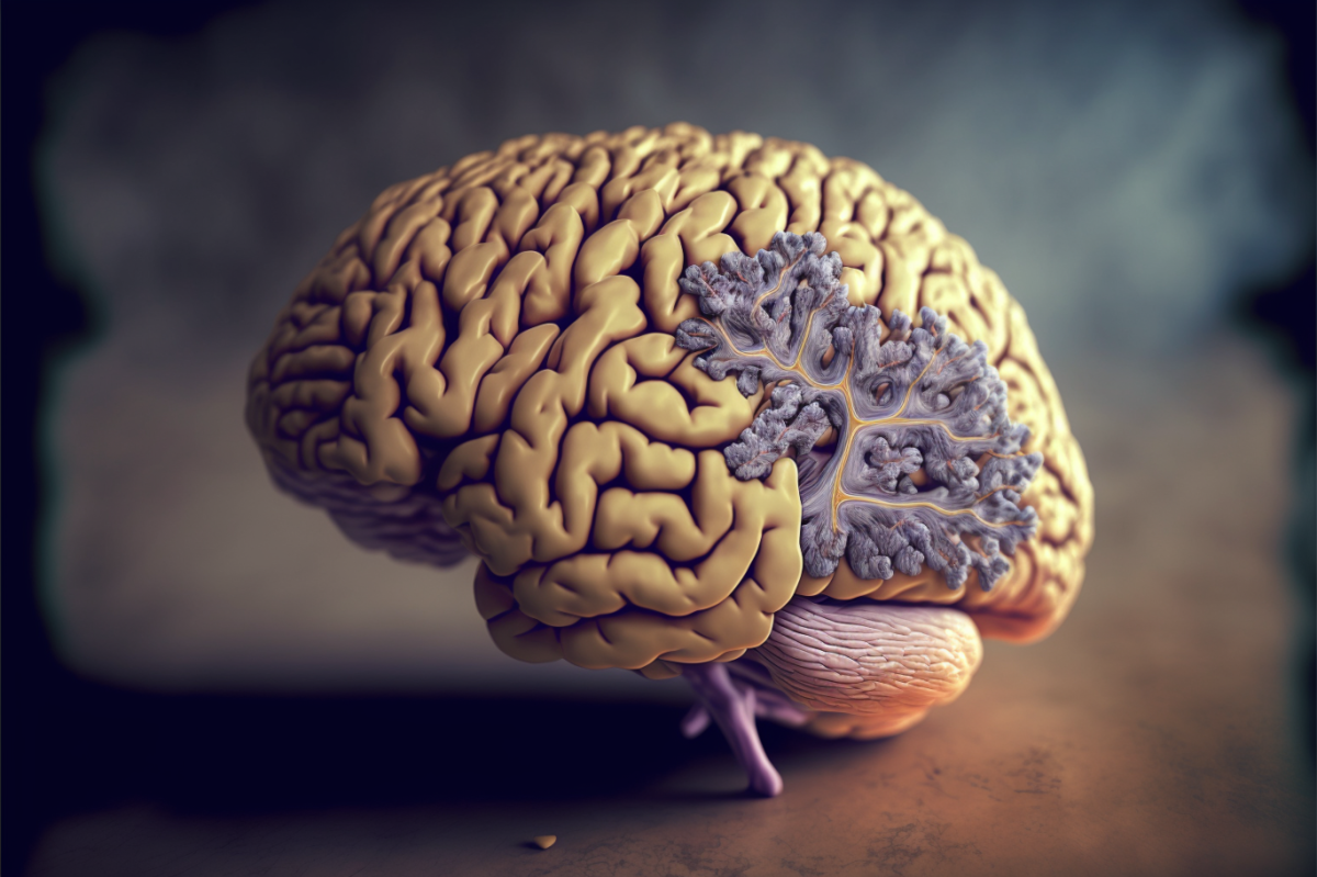 İnsan beyninin neden bu kadar büyük olduğu sorusuna yeni cevap ...