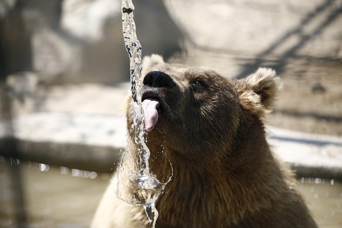 Irak yolcu uçağının kargo bölümünde taşınan bir ayı kafesinden çıktı