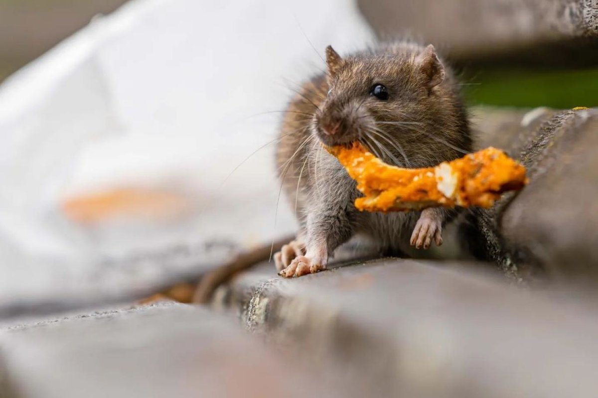 Kanalizasyon Müzesi, sıçanlara iade-i itibar için harekete geçti