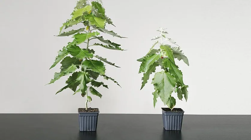 Genetiği değiştirilmiş süper ağaçların ilk ekimi yapıldı