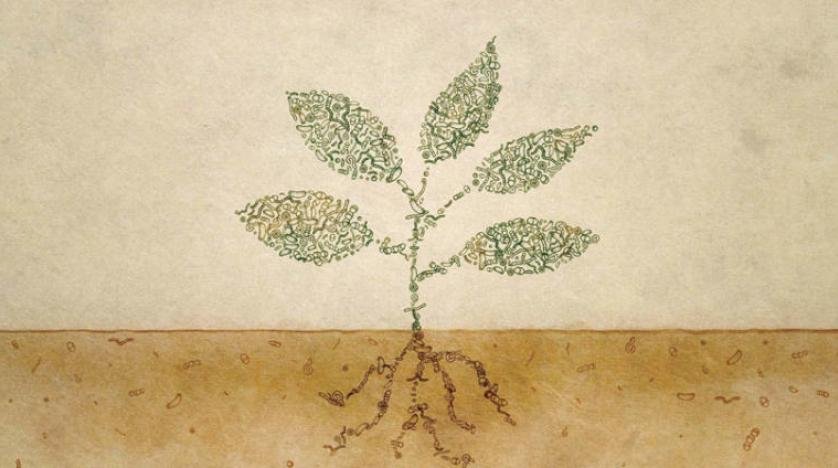 Suudi Arabistan: Çölleşmeye karşı yeşillendirme projeleri