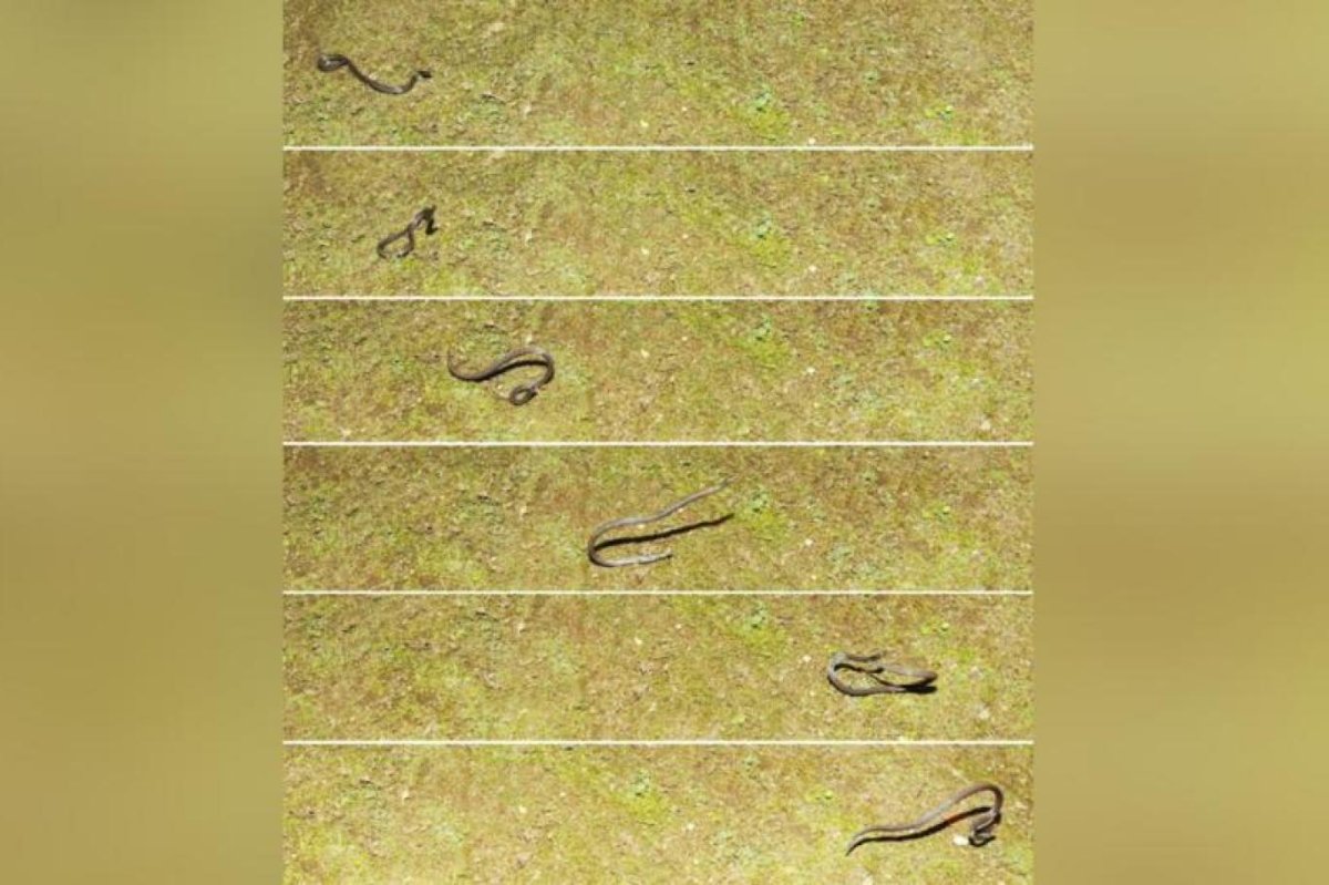 Bilim dünyasında ilk: Takla atan yılan görüntülendi