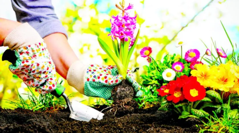 Tarım sorunlarını çözmek için bitkisel parfüm üretiliyor