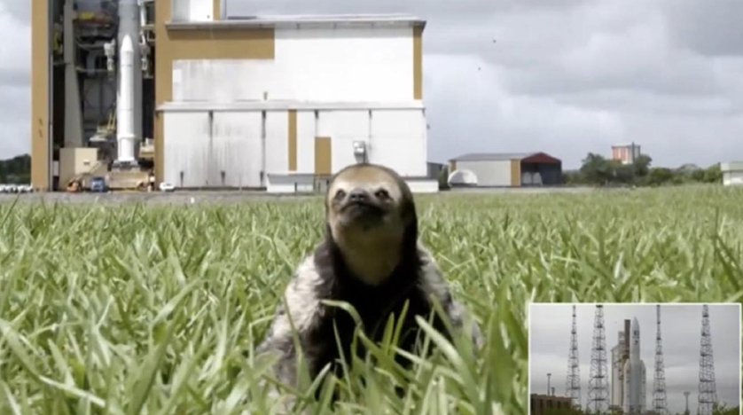 Canlı yayını bölen tembel hayvan, Jüpiter görevinin yıldızı oldu