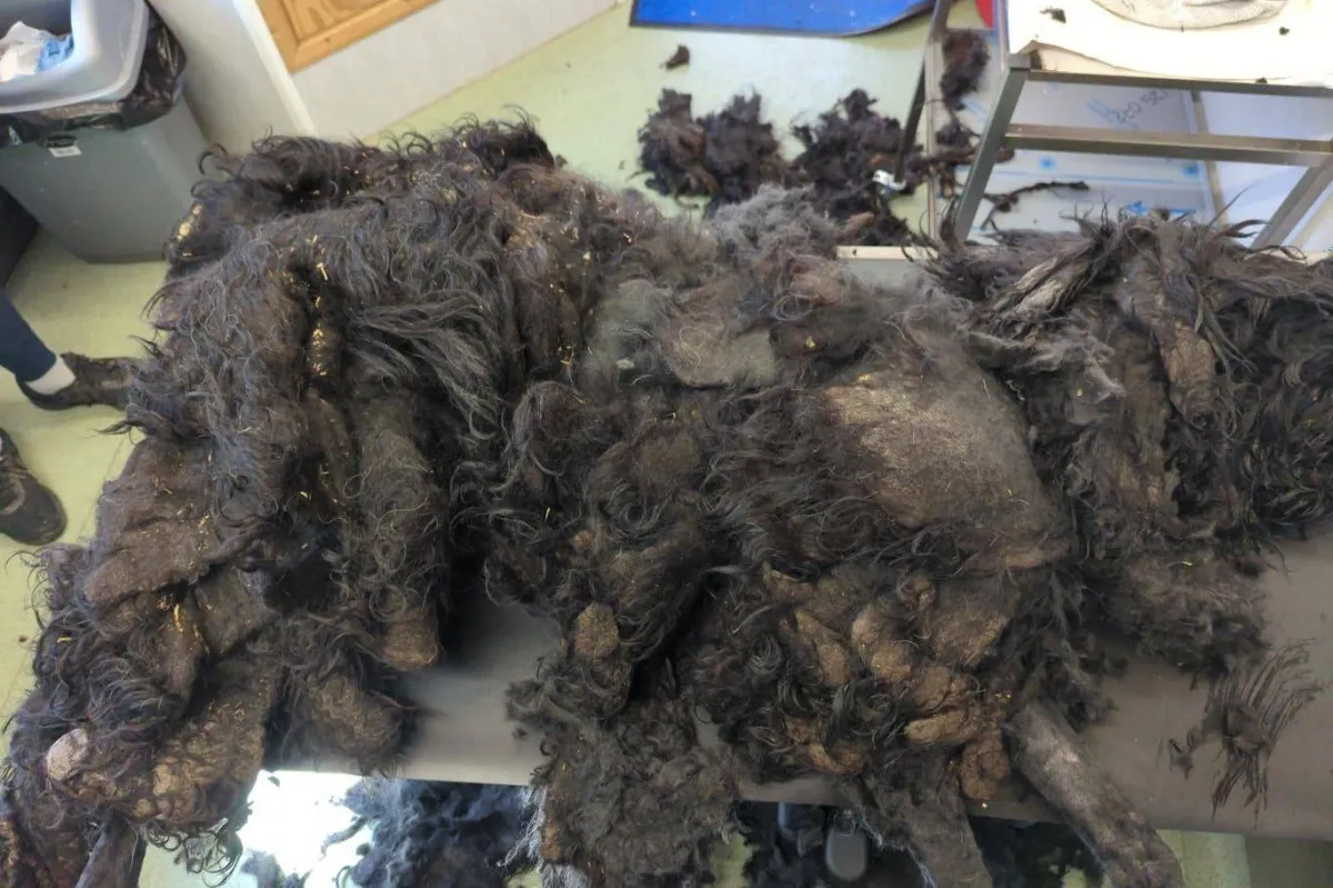 Sahibinin "Tıraşa ihtiyacı yok" dediği köpek, yaklaşık 8 kiloluk ...