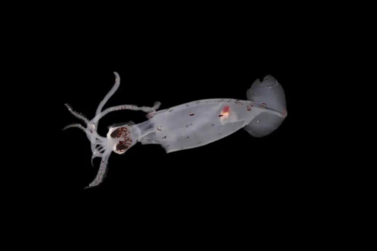 100 yeni deniz canlısı birden keşfedildi