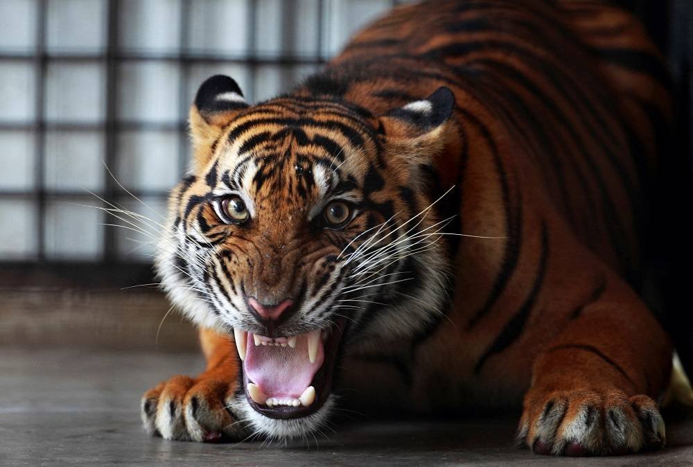 Indonesia Hunts Clues as Study Suggests Javan Tiger May Still Exist