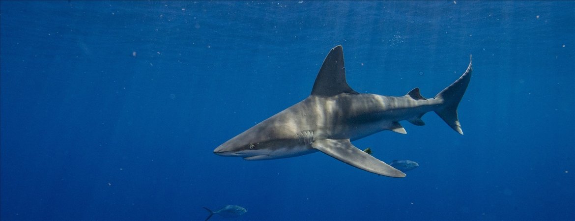 Araştırma: Deniz yüzeyi sıcaklığındaki artış boğa köpek balığı ...