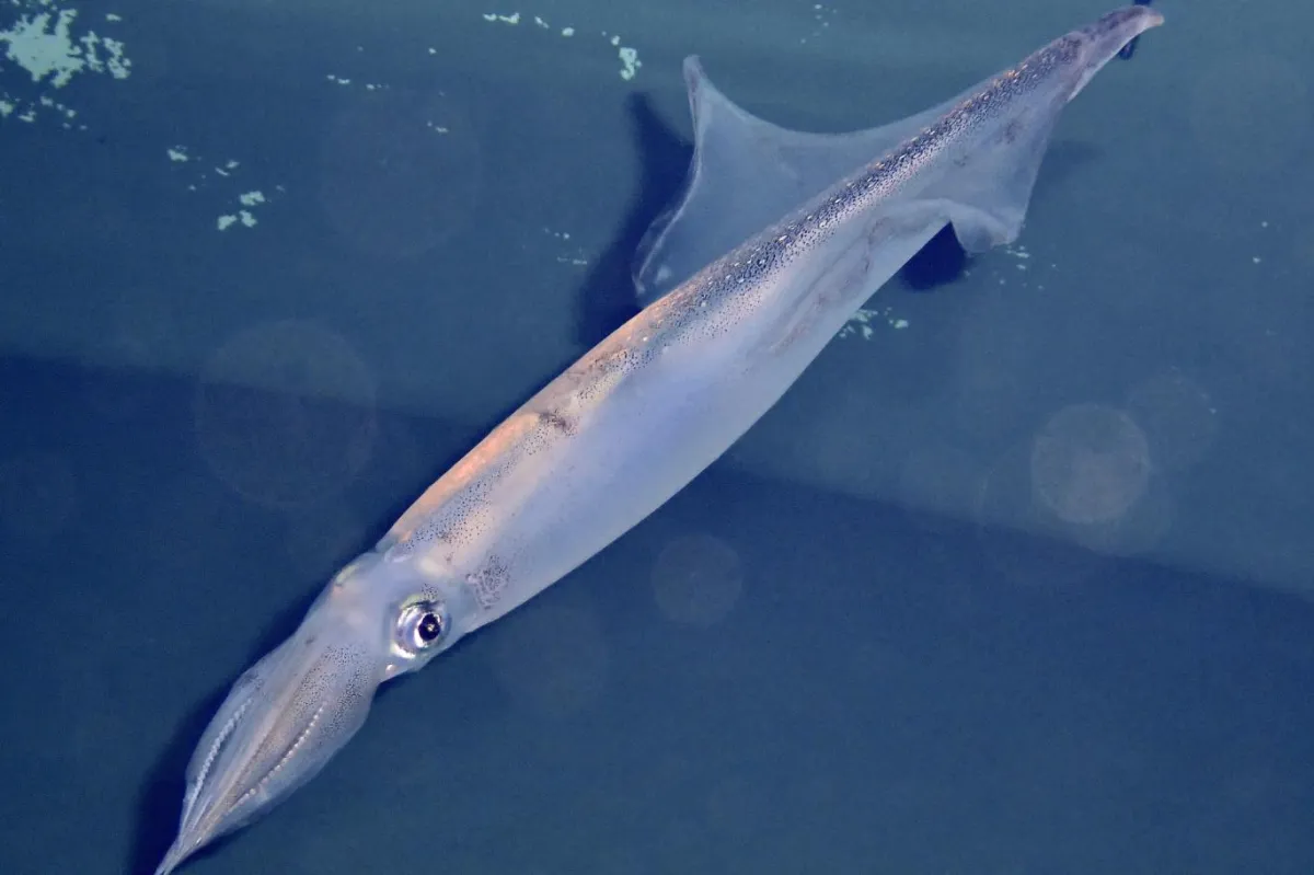 Yoksa burçlar gerçek mi? Bir kalamar türünün doğum gününe göre ...