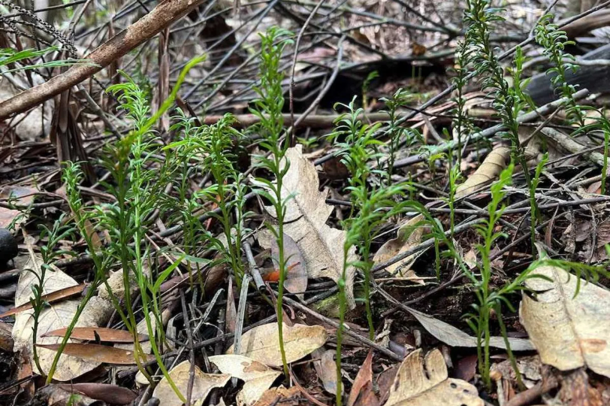 Küçük eğreltiotu, DNA'sıyla dünya rekoru kırdı