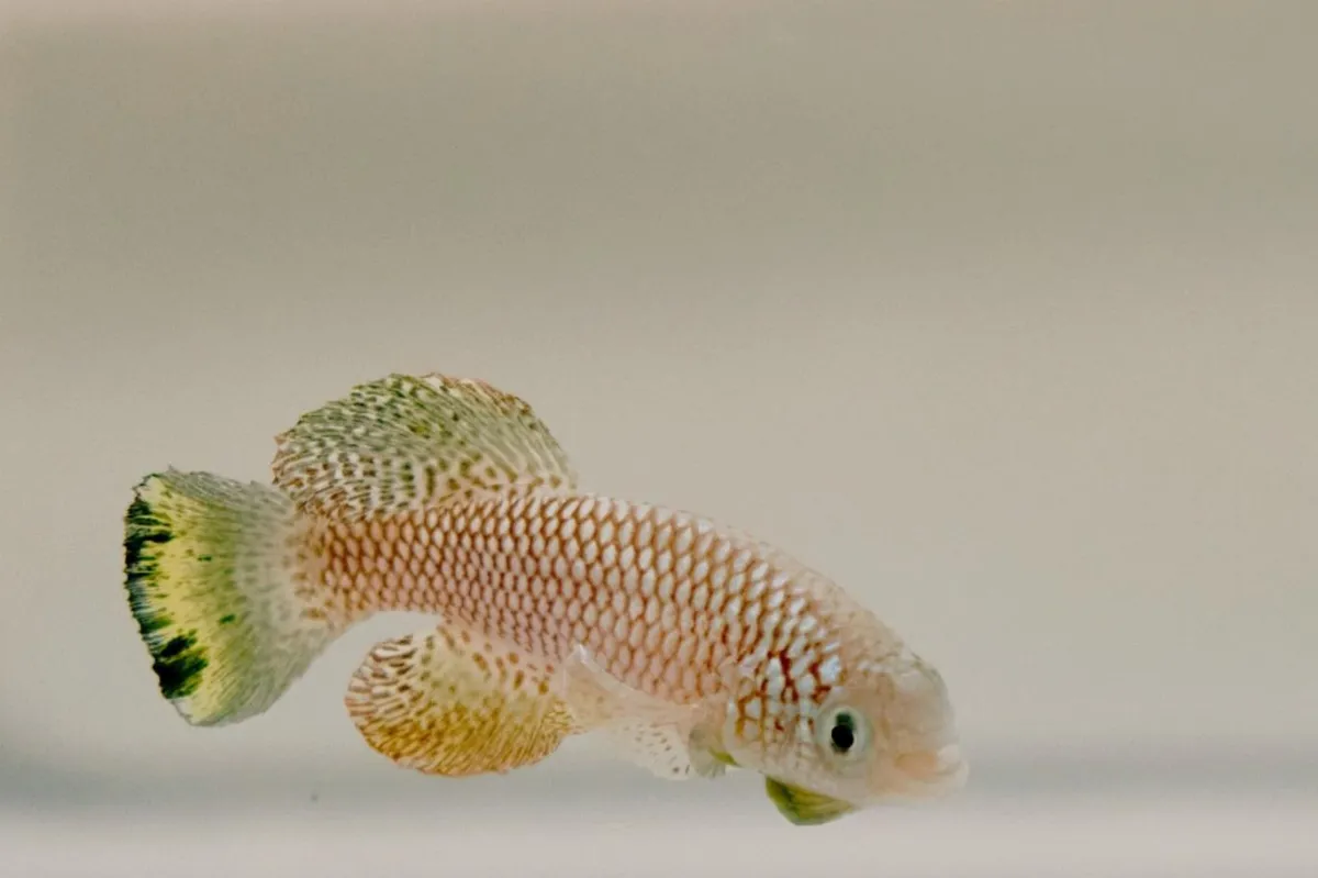 Afrika'daki balık türünün aylarca susuz hayatta kalmasının sırrı çözüldü