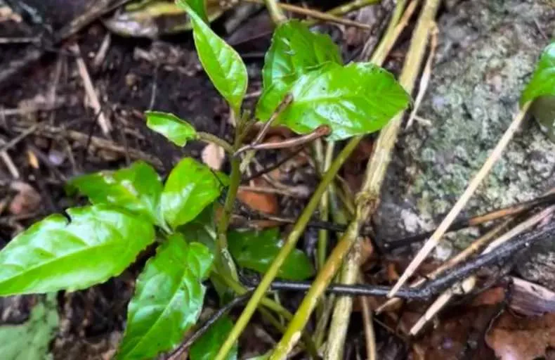 Sülüklerin zıpladığı kanıtlandı