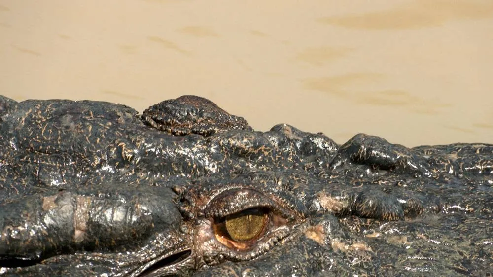 Crocodile Attacks and Wounds a Zookeeper in Jerusalem