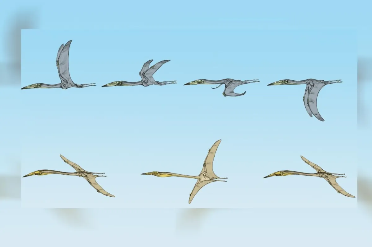 "Olağanüstü" fosiller, bugüne kadar uçan en büyük hayvan hakkındaki ...