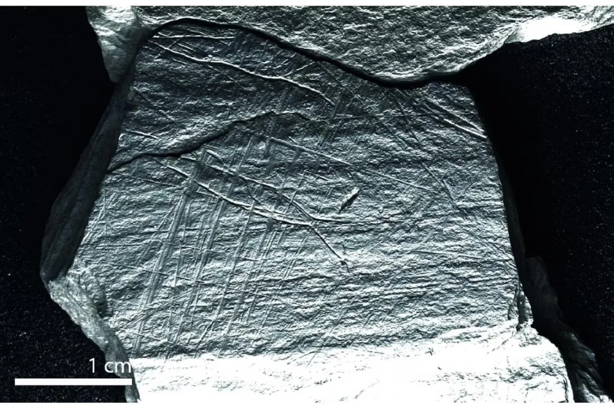 Almanya'daki 16 bin yıllık çizimler, tarih öncesi Avrupa toplumuna ışık ...