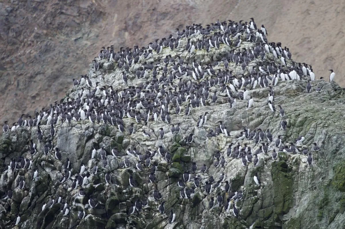 Modern tarihte kaydedilen en büyük kuş felaketi: 4 milyon kayıp