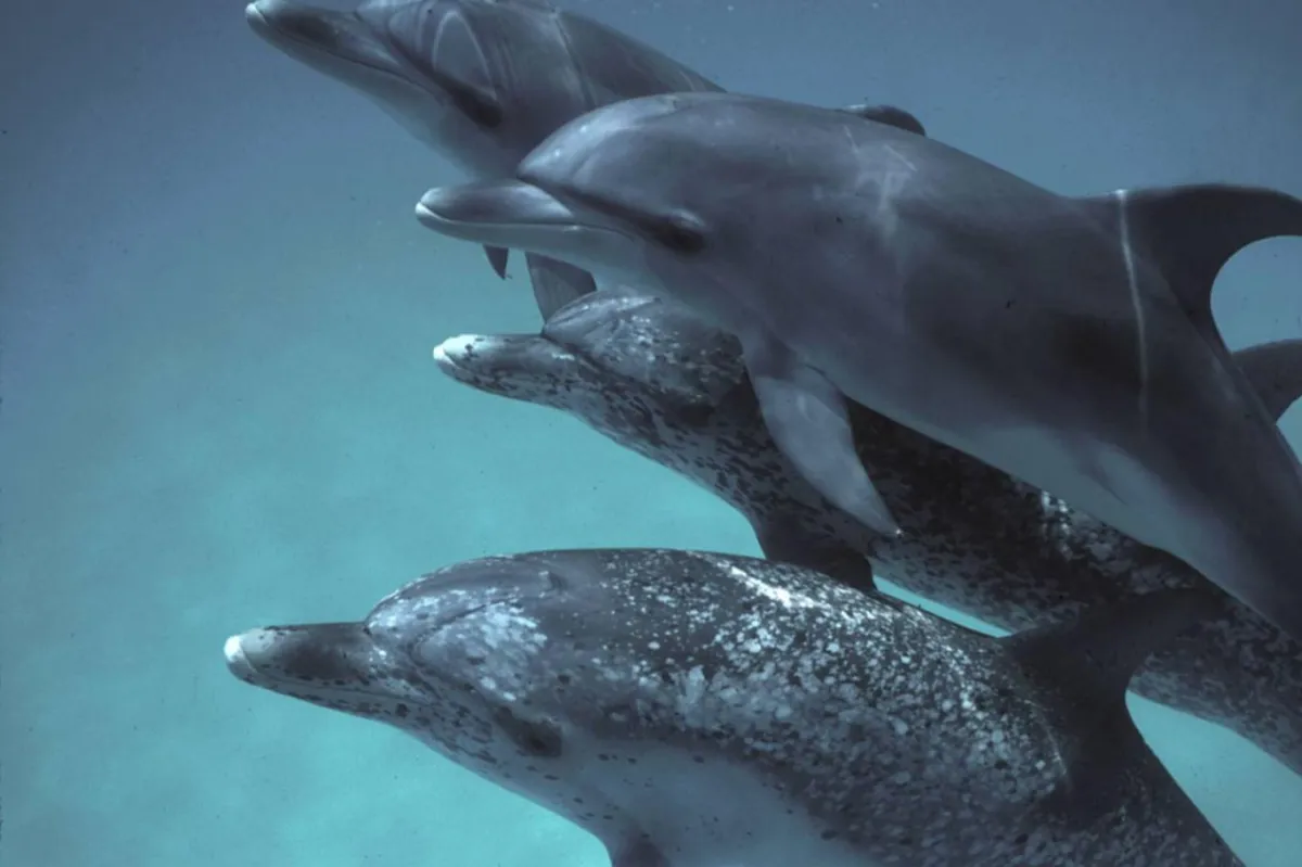 Google yunuslarla konuşmak için yapay zeka modeli geliştirdi